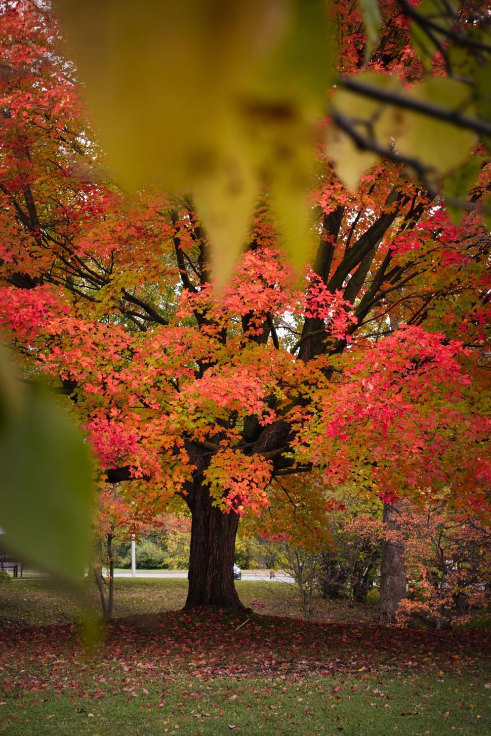 Free Stock Photo of Beautiful tree with vibrant autumn leaves in the ...