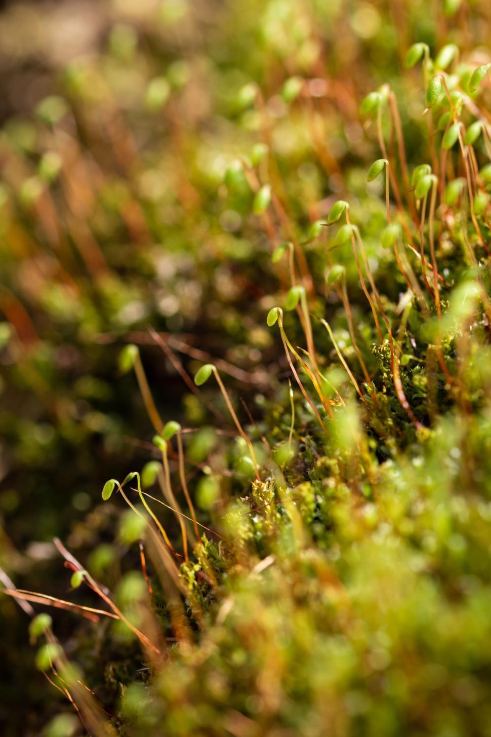 Free Stock Photo of Close-up of green sprouts emerging in natural ...