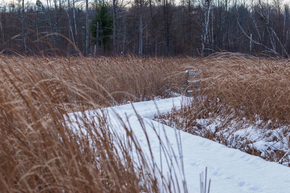 Free Stock Photo of Snowy path through tall grass in a wilderness area ...