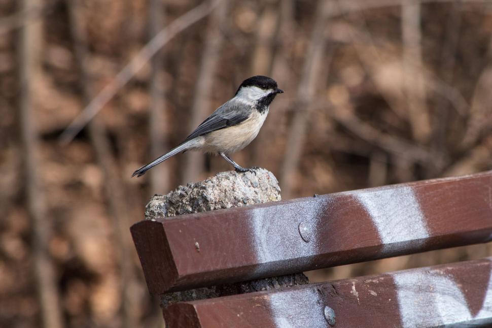 Free Stock Photo of Small bird perched on a bench captured in natural ...