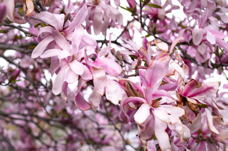Free Stock Photo of Close-up of beautiful blooming pink magnolia ...