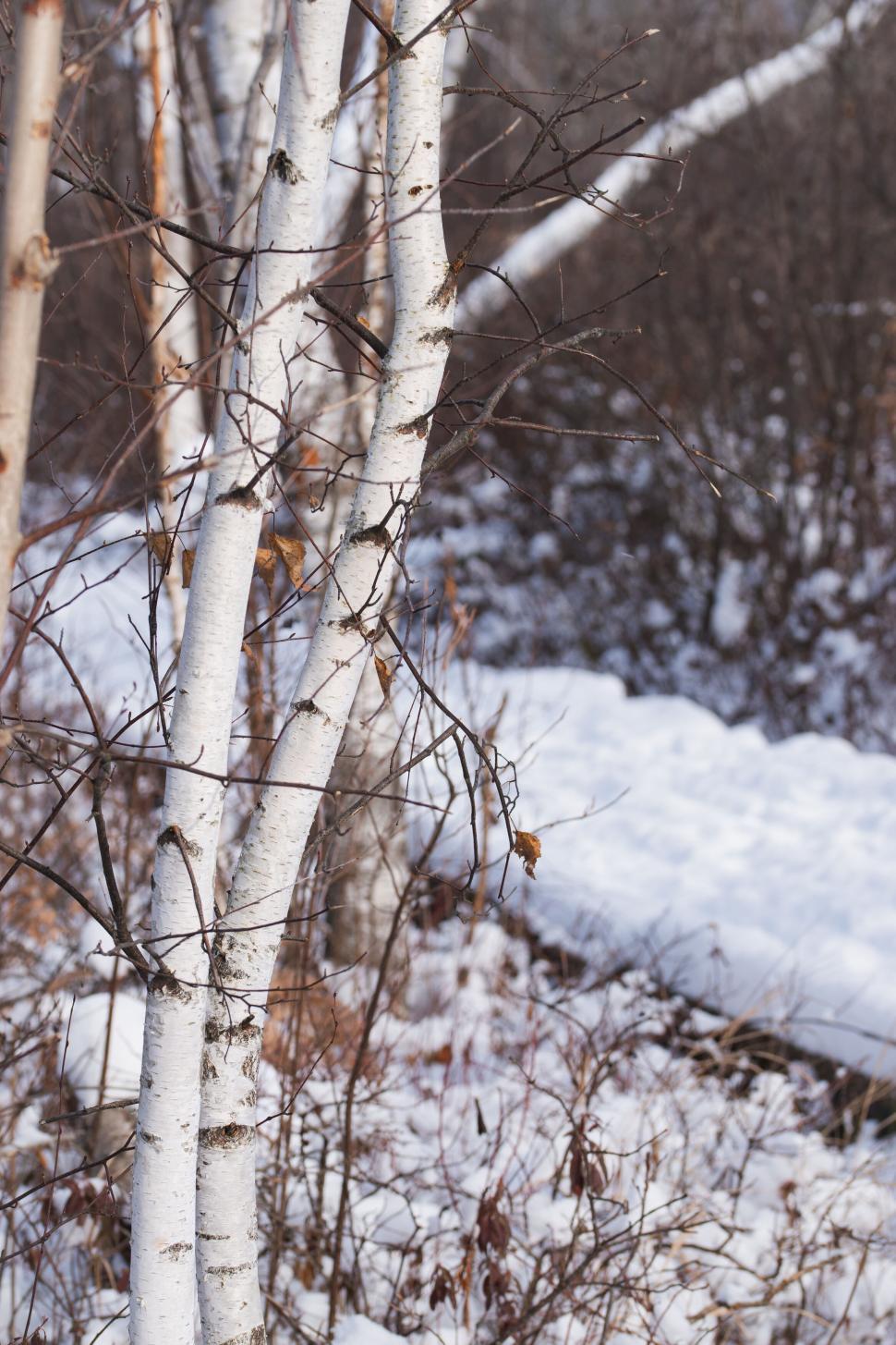 Free Stock Photo of Winter forest scene with snow-covered birch trees ...