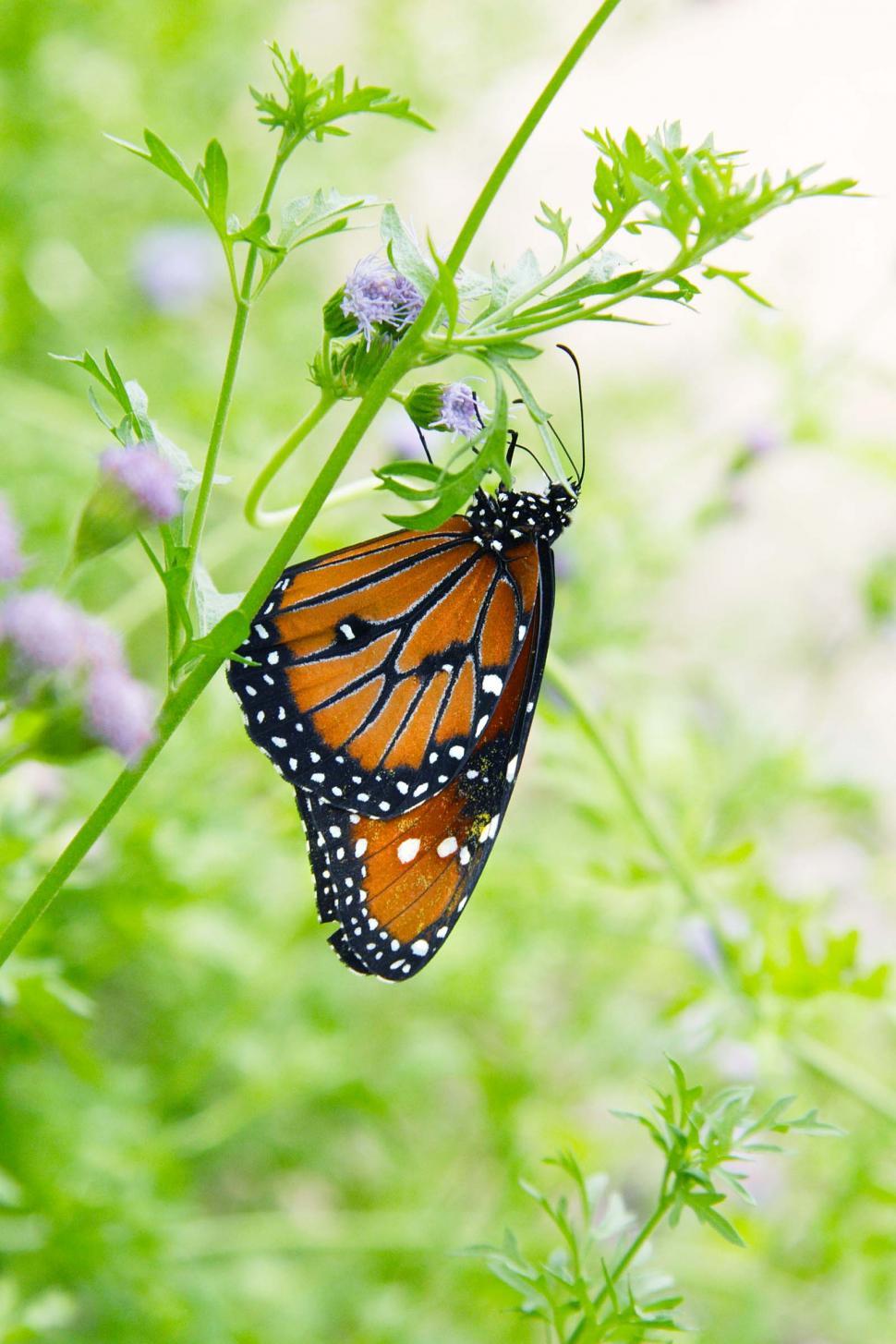 Free Stock Photo of Monarch butterfly | Download Free Images and Free ...