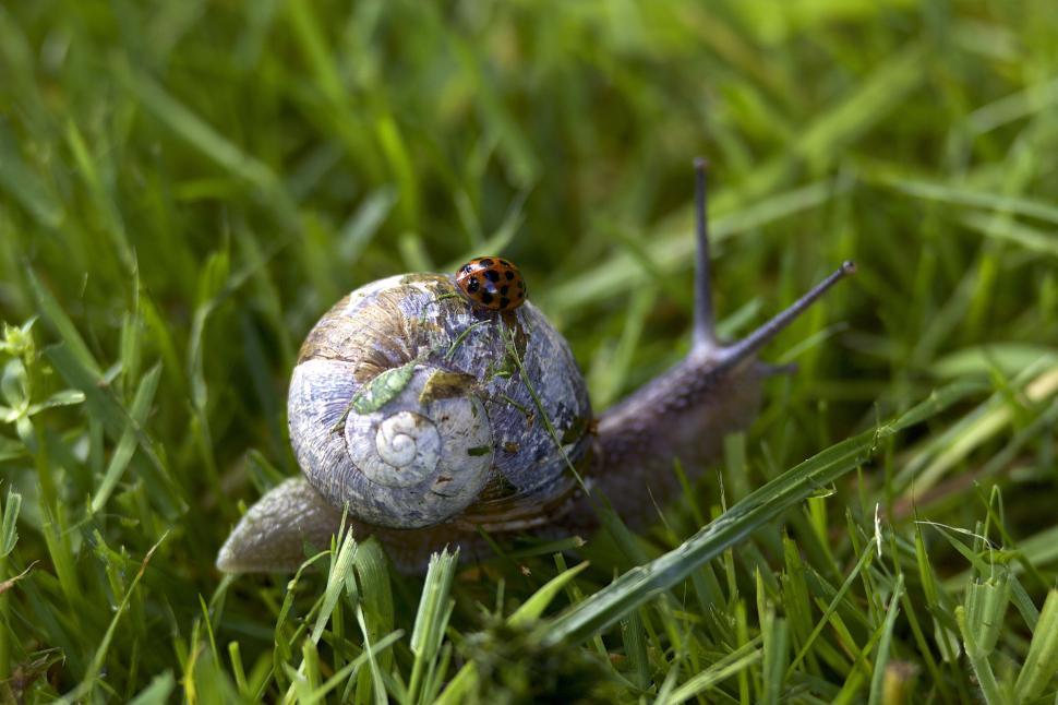 Free Stock Photo of Snail with ladybug on shell crawling through green ...