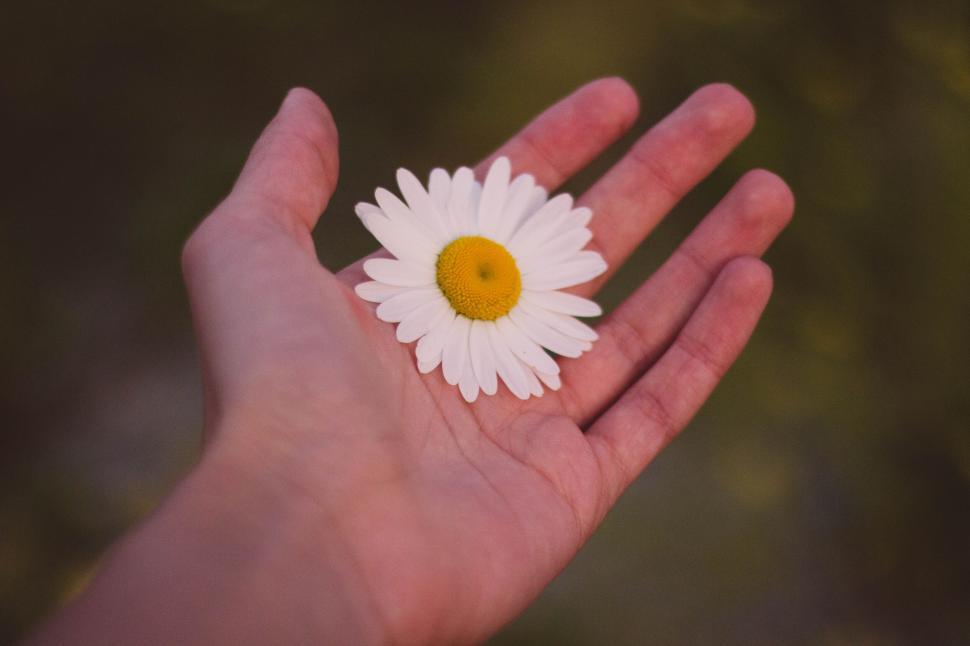 Free Stock Photo of Hand holding a single daisy flower, symbolizing ...