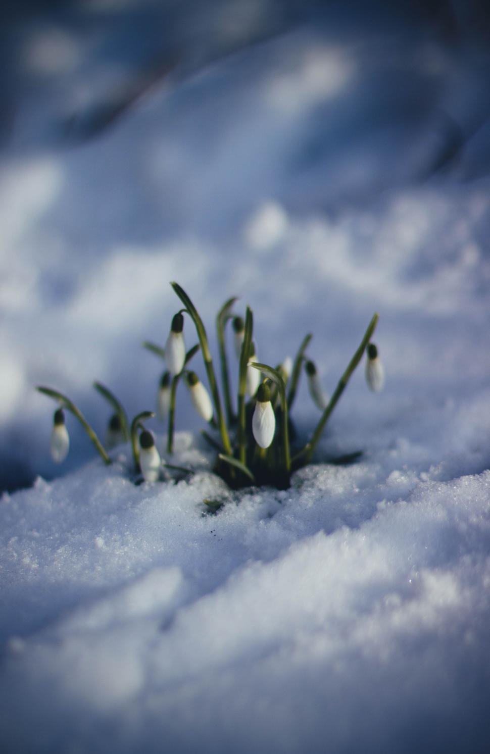Free Stock Photo of Snowdrops blooming through the snow in early spring ...