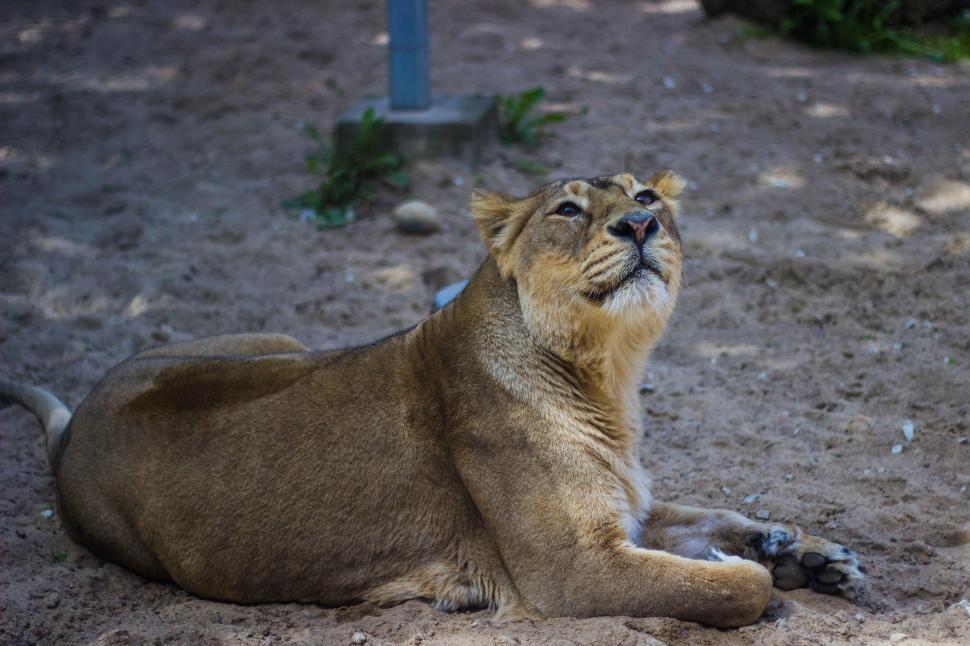 Free Stock Photo of Resting lioness looking up while lying on the sand ...