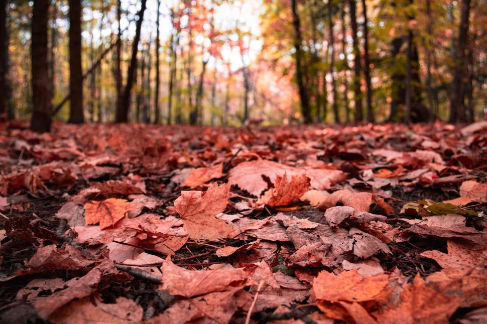 Free Stock Photo of Colorful autumn foliage covering forest ground in ...