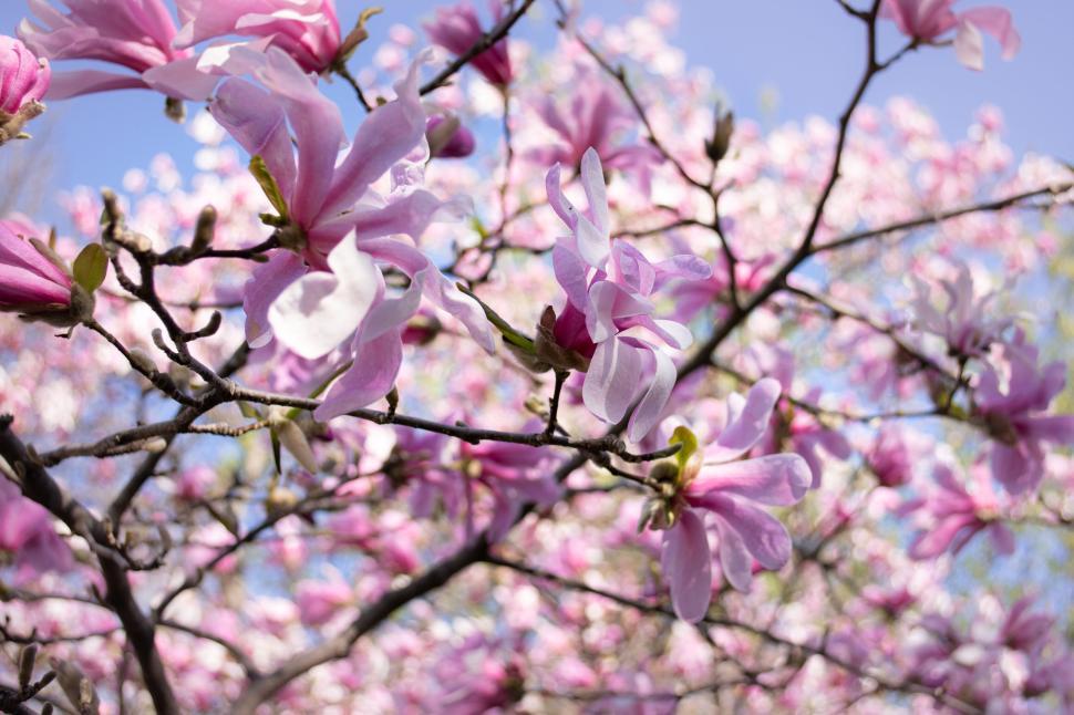 Free Stock Photo of Pink magnolia flowers on tree branches in spring ...