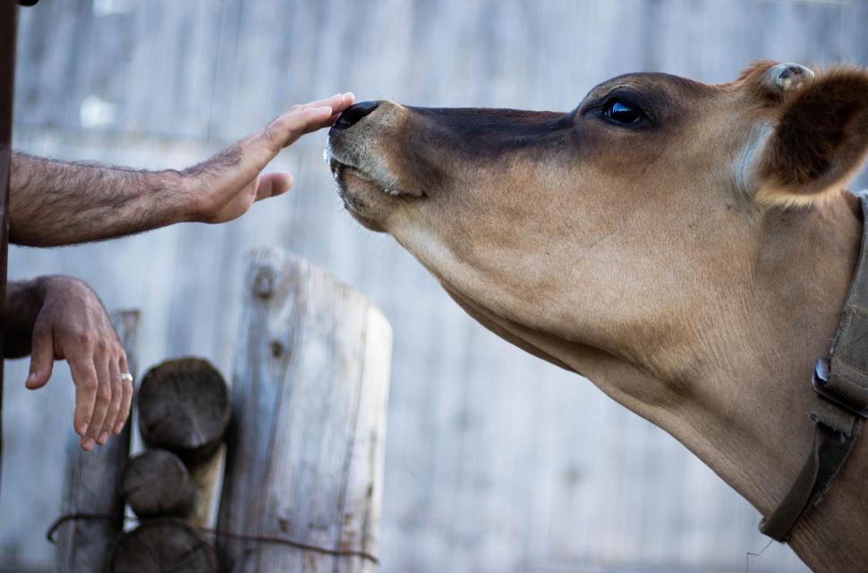 Free Stock Photo of Hand touching the nose of a cow in a rustic setting ...