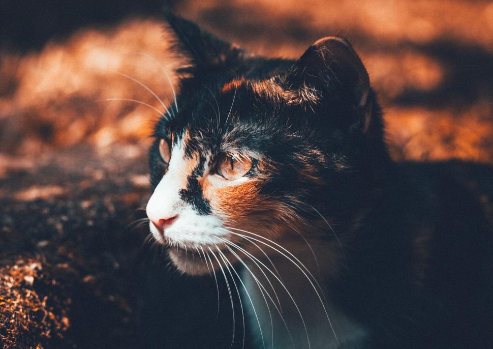 Free Stock Photo of Cat staring intently with beautiful autumn ...