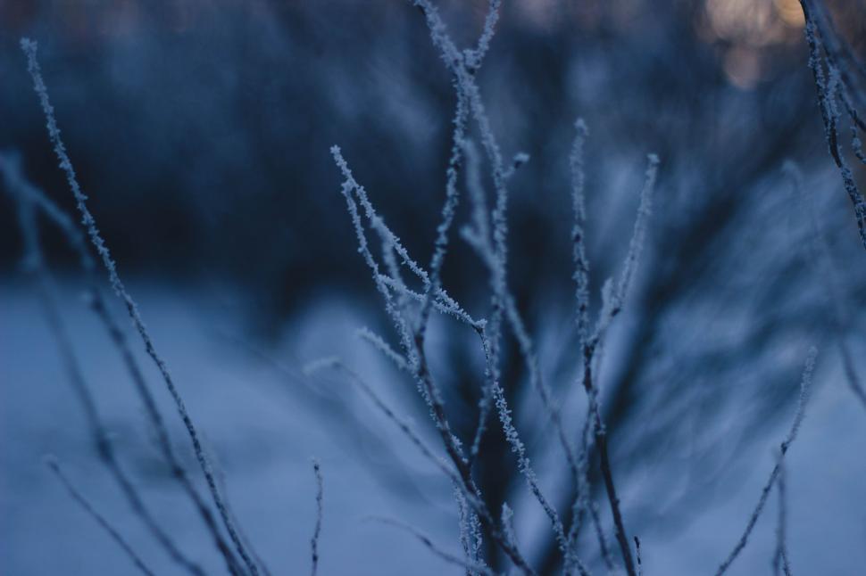 Free Stock Photo of Frost-covered tree branches in a winter landscape ...