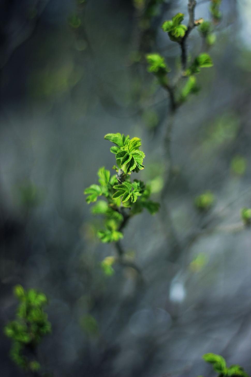 Free Stock Photo of Budding green leaves on branches with blurry ...