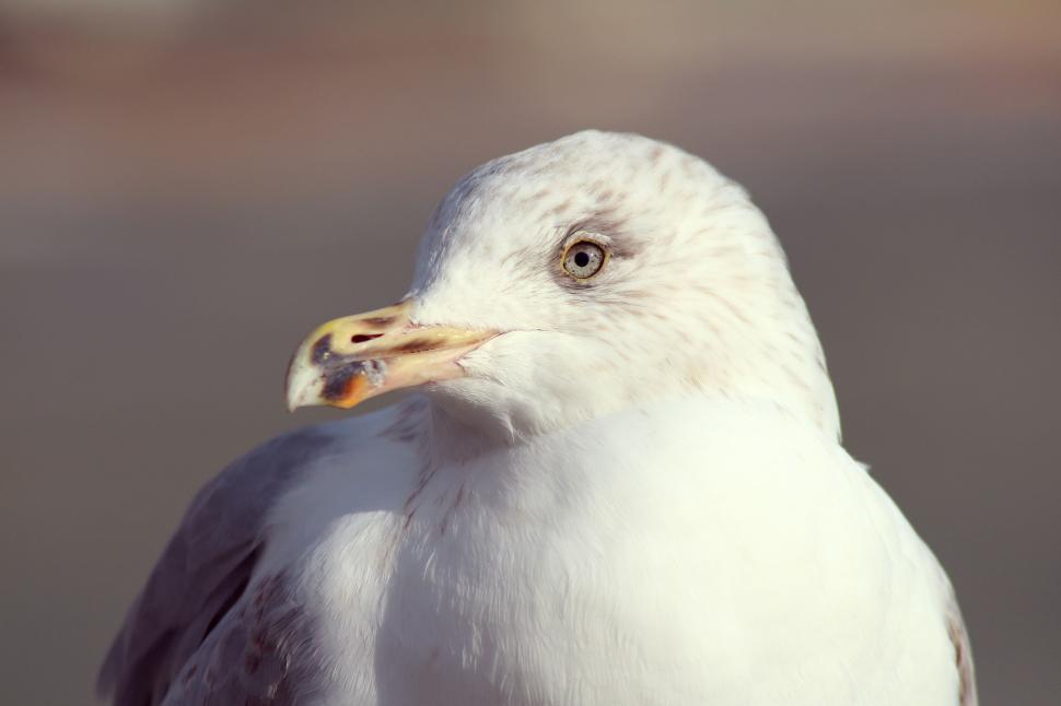 Free Stock Photo of Seagull head closely captured showing detailed ...