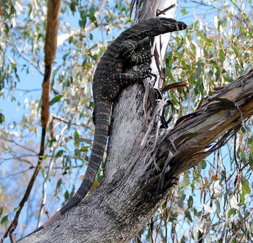 Free Stock Photo of Australian Goanna | Download Free Images and Free ...