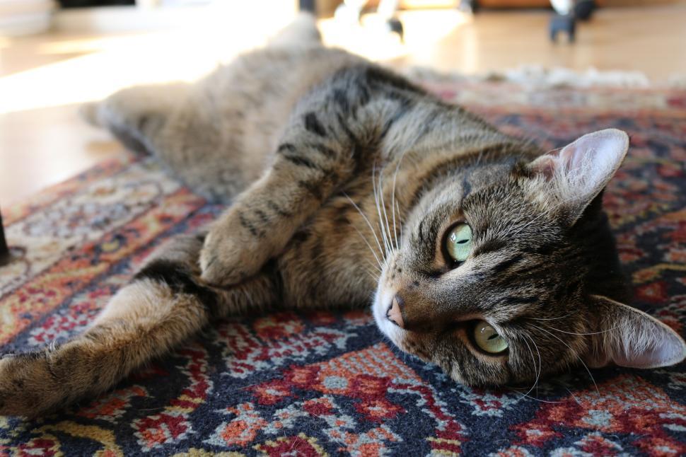 Free Stock Photo of Tabby cat lying on a patterned rug in a sunlit room ...