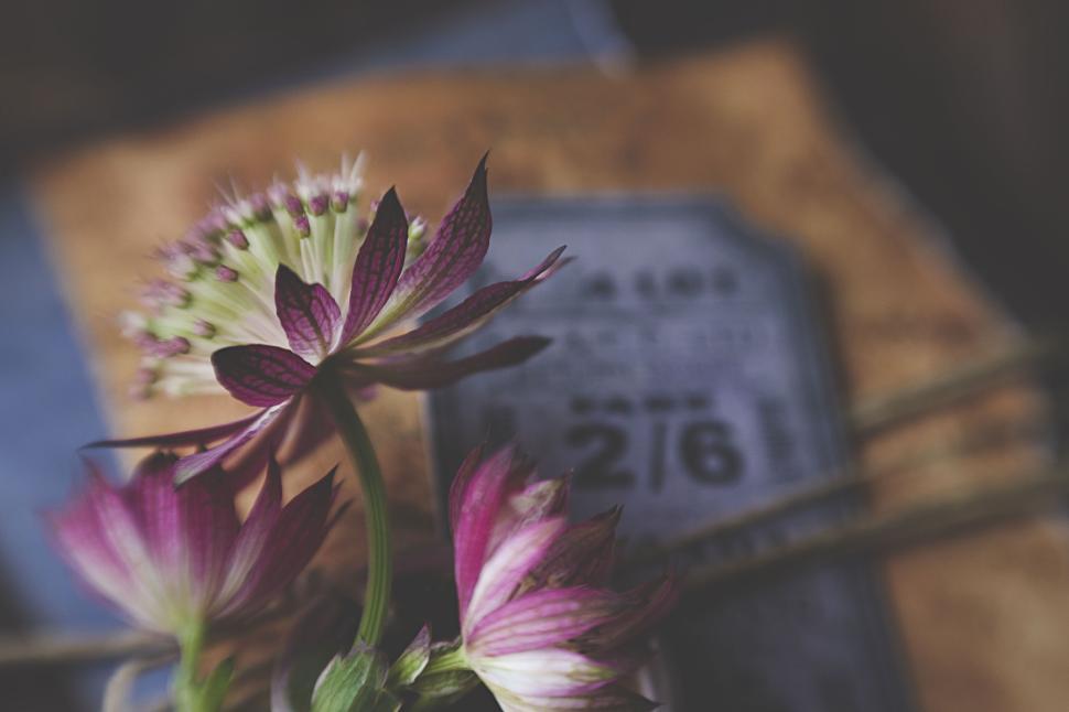 Free Stock Photo of Purple flowers and vintage paper objects on table ...