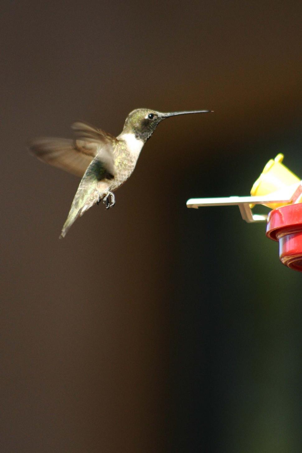 Free Stock Photo of hummingbird animal bird hover fly flap wing feather ...