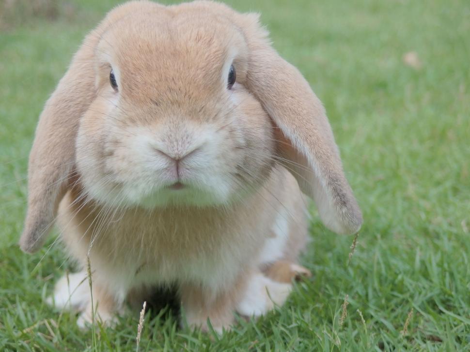 Free Stock Photo of Cute furry bunny sitting on green grass looking ...