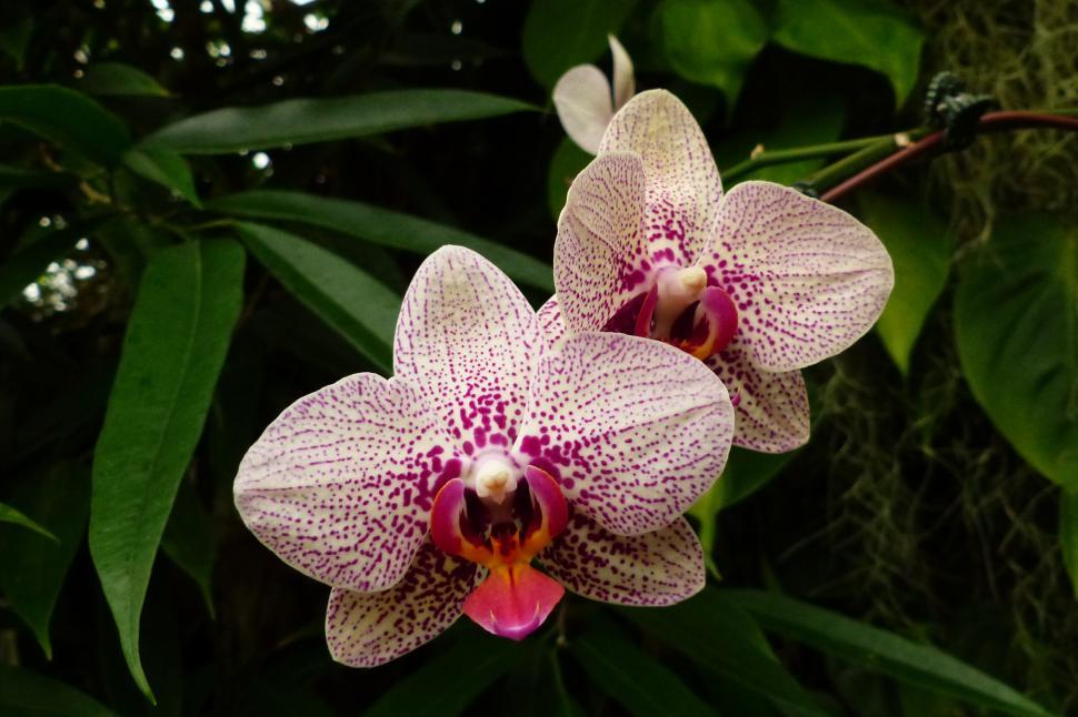 Free Stock Photo of Spotted Pink Moth Orchid Flowers | Download Free ...