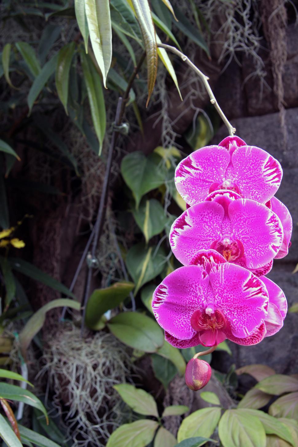 Free Stock Photo of Hybrid Moth Orchid Pink Flowers | Download Free ...