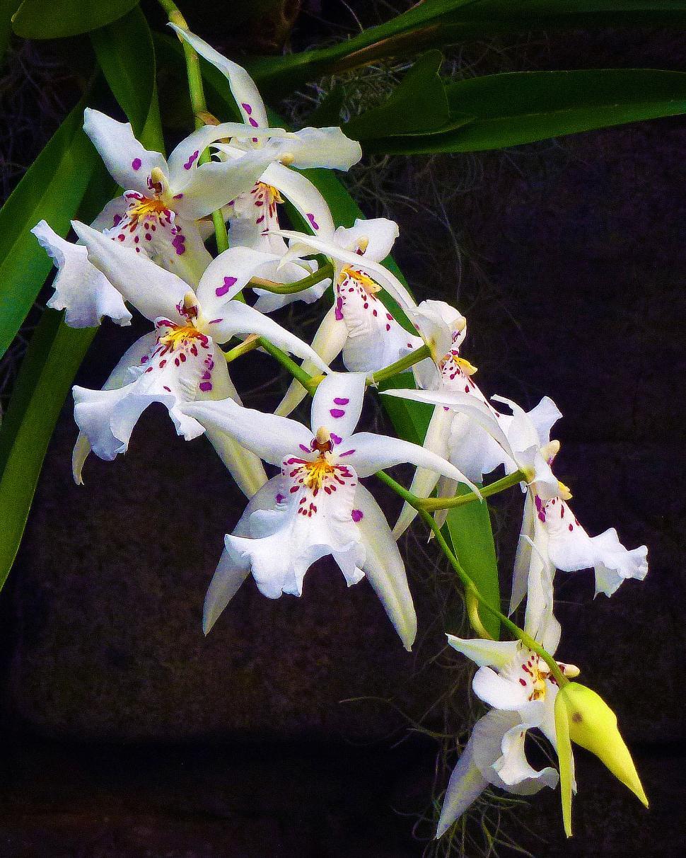 Free Stock Photo of White Brassidium Orchid Flowers | Download Free ...