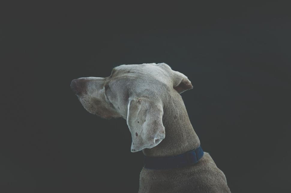 Free Stock Photo of Close-up portrait of a dog with dark blurry ...