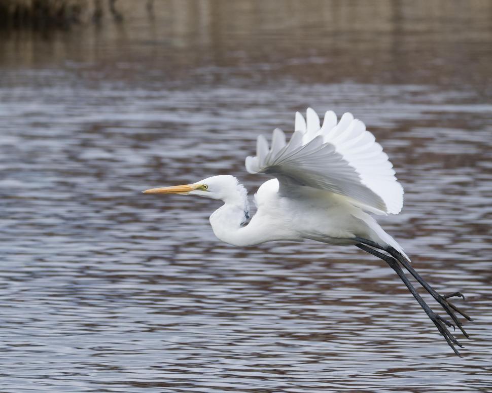 Free Stock Photo of Great Egret flying | Download Free Images and Free ...