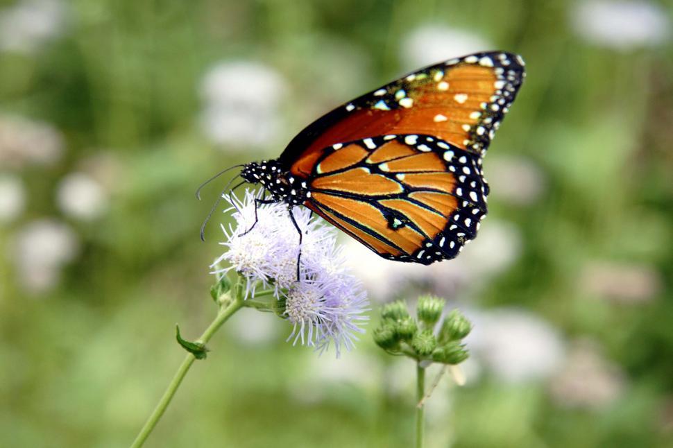 Free Stock Photo of Queen butterfly on a flower | Download Free Images ...