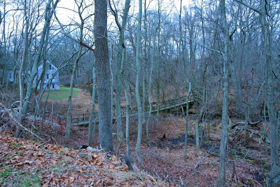 Free Stock Photo of Forest Boardwalk Over Stream | Download Free Images ...