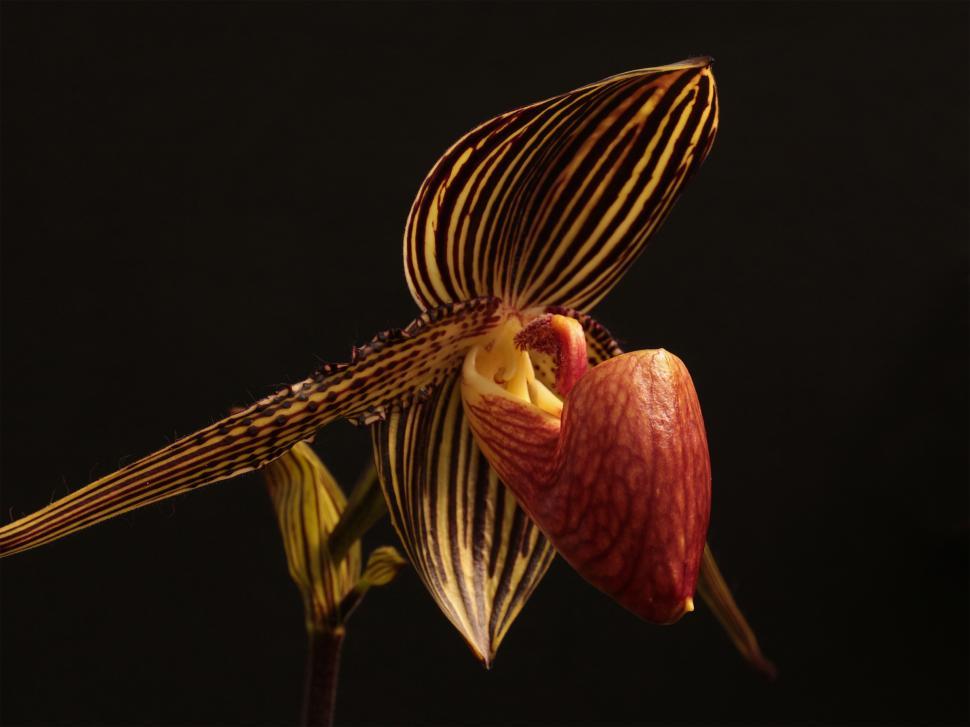 Free Stock Photo of Paphiopedilum glanduliferum Orchid Flower ...