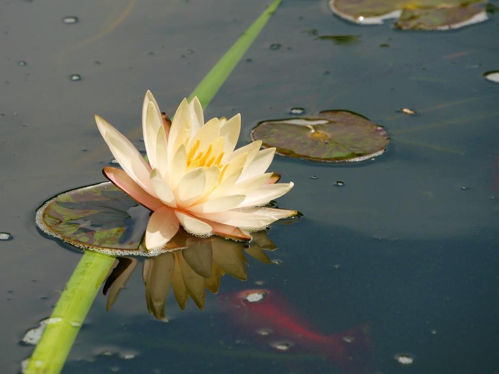 Free Stock Photo of Water Lily Flower | Download Free Images and Free ...