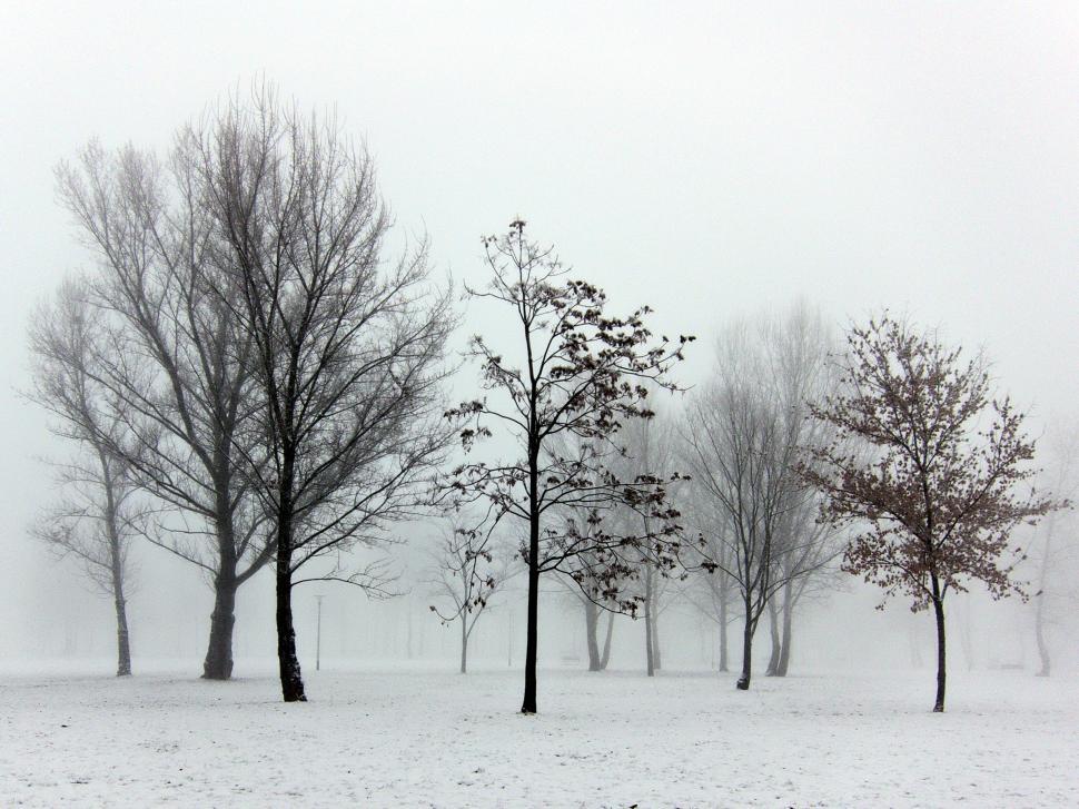 Free Stock Photo of Trees in fog | Download Free Images and Free ...