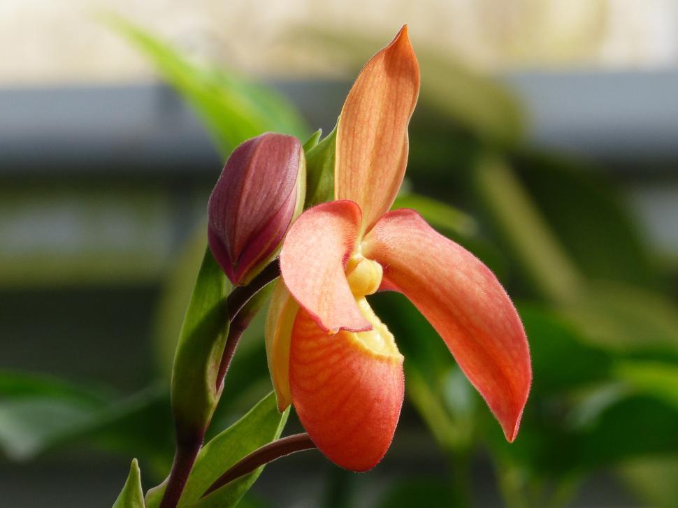 Free Stock Photo of Phragmipedium Orchid Flower and Bud | Download Free ...