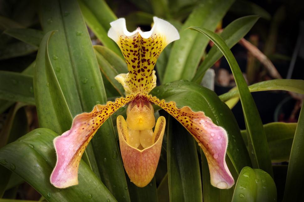 Free Stock Photo of Yellow Lady Slipper Orchid or Paphiopedilum ...