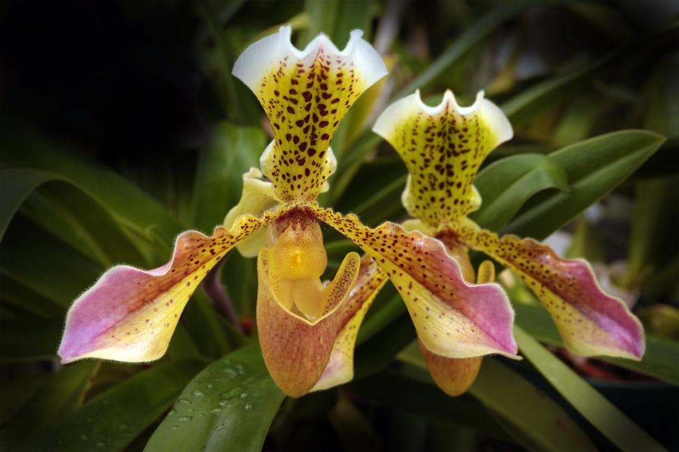 Free Stock Photo of Paphiopedilum Orchid Flower | Download Free Images ...