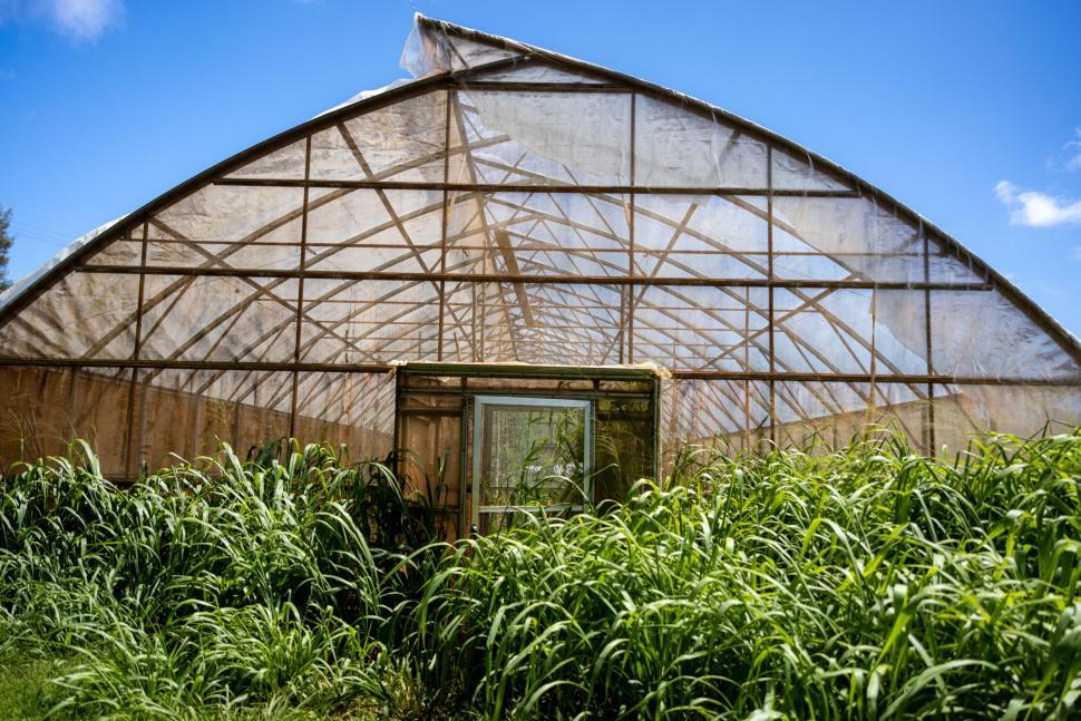 Free Stock Photo of Greenhouse structure in lush green agricultural ...