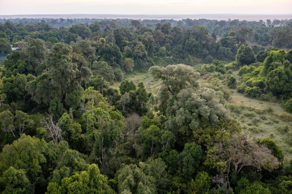 Free Stock Photo of Aerial view of dense lush green forest at dawn ...