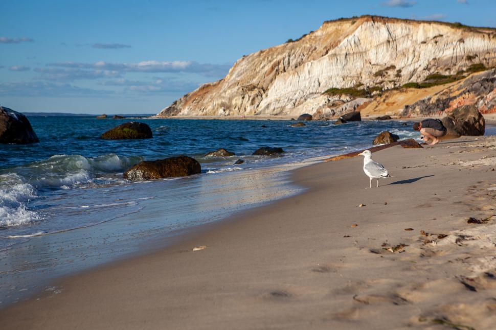 Free Stock Photo of Seagull on sandy beach with rocky cliff backdrop ...
