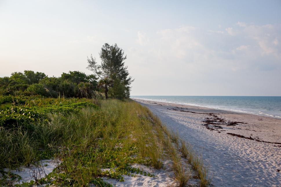 Free Stock Photo of Beach scene with grass and trees under a clear sky ...