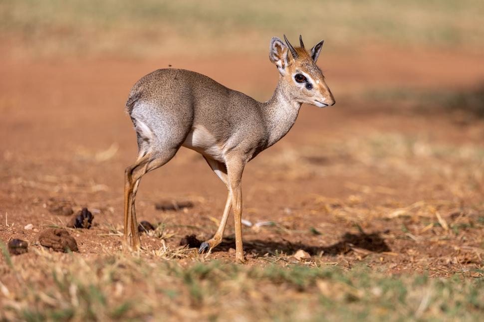 Free Stock Photo of Graceful youthful antelope standing on grassy ...