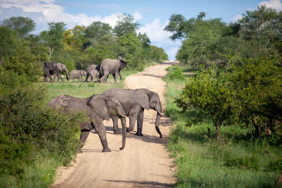 Free Stock Photo of Elephants crossing a dirt path in nature reserve ...