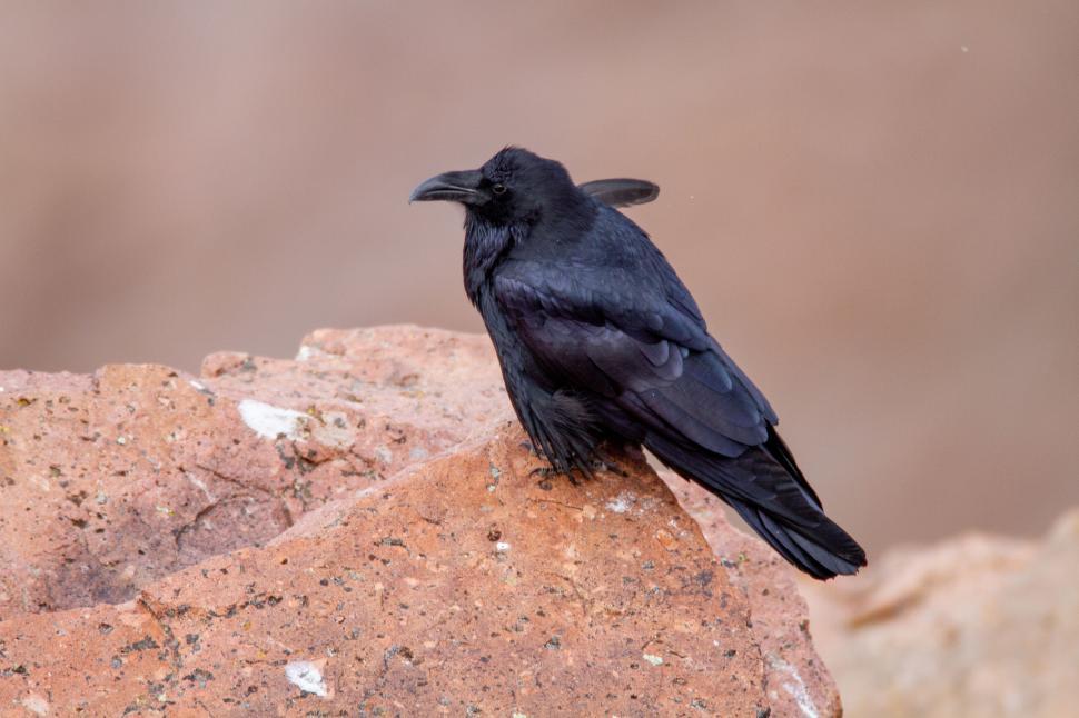 Free Stock Photo of Black raven resting on a reddish rock outdoors ...