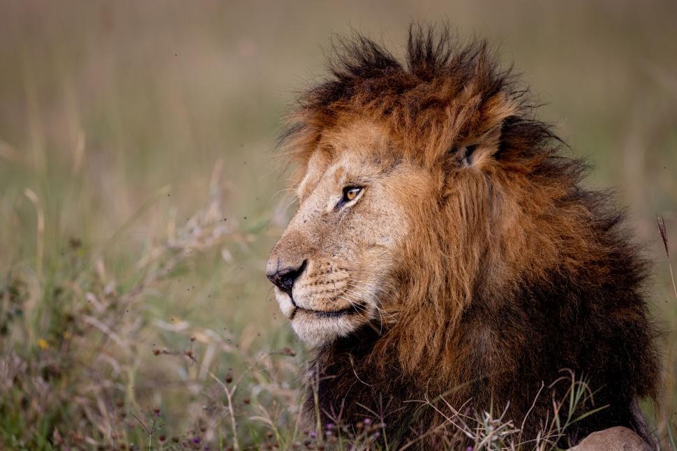 Free Stock Photo of Majestic lion in the wilderness with a confident ...