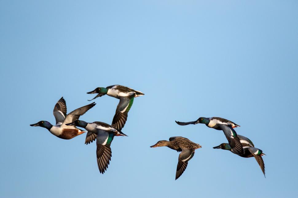 Free Stock Photo of Group of ducks flying in formation against blue sky ...