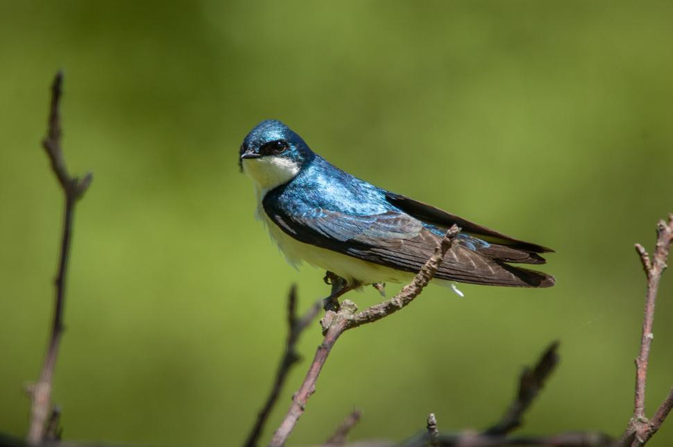 Free Stock Photo of Iridescent blue bird perched on twig in natural ...