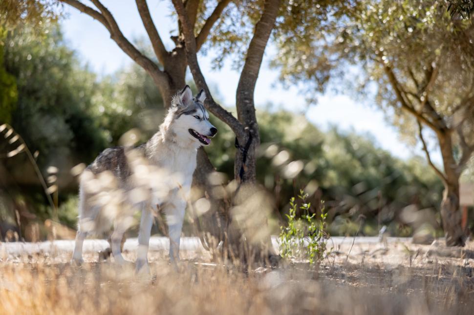 Free Stock Photo of A wolf standing near trees in a natural setting ...