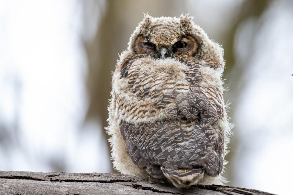 Free Stock Photo of A young owl perched on a branch in the wild ...