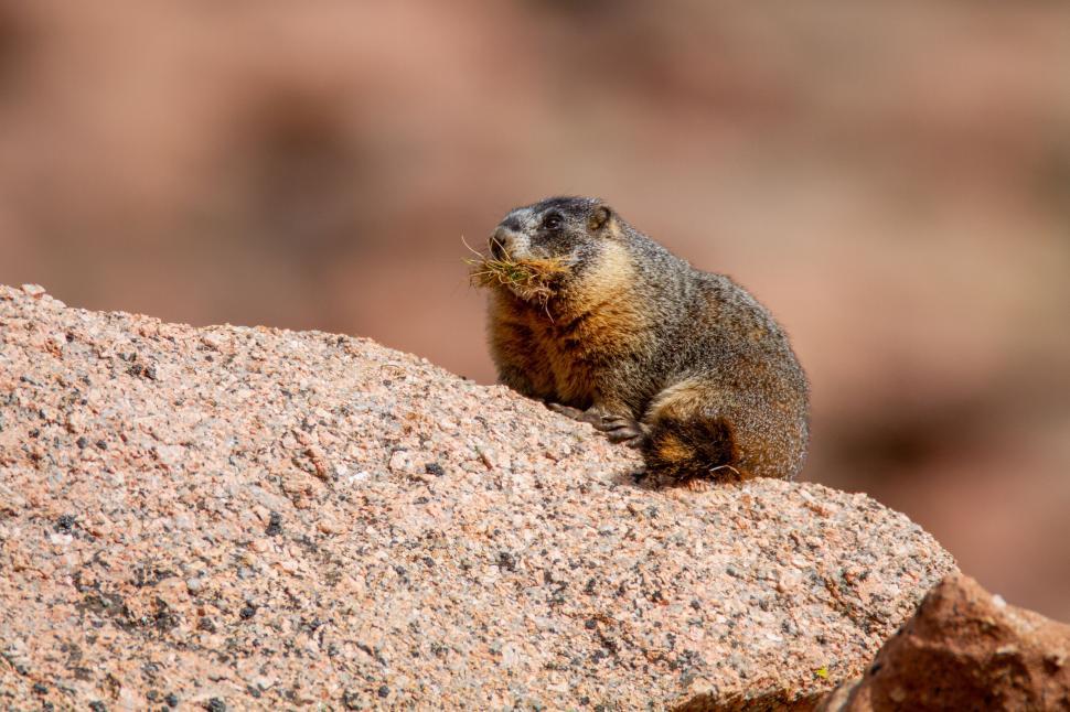 Free Stock Photo of A marmot on a rocky surface in a natural habitat ...