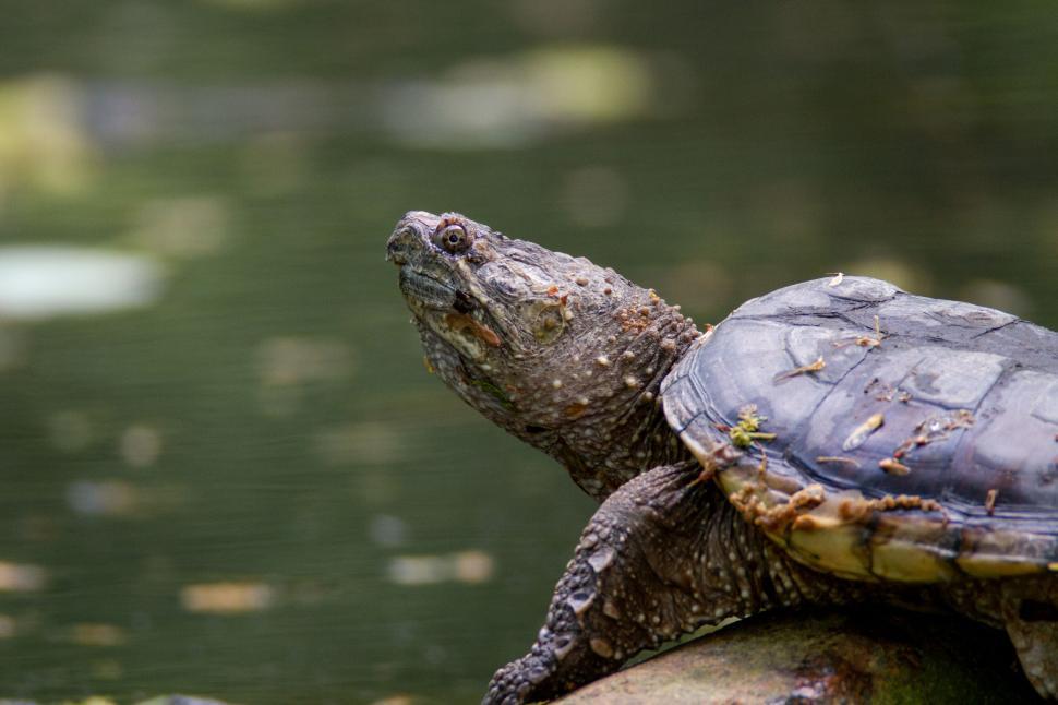 Free Stock Photo of Snapping turtle on a rock beside a calm pond ...